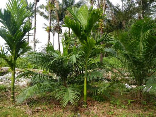 Areca Catechu: Medicinal uses, benefits and plant care tips