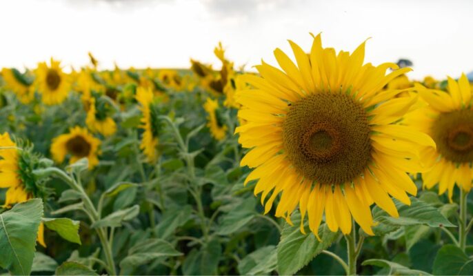 Season Flowers Name List In India Infoupdate