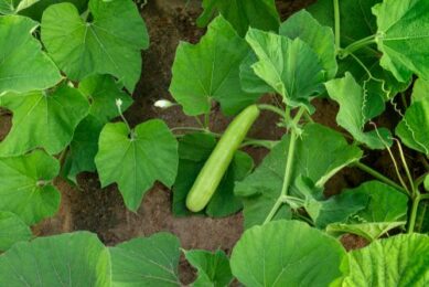 Bottle Gourd: Facts, Benefits, Grow & Care Tips in 2023