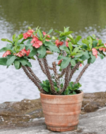 Crown Of Thorns: Facts, How to Grow and Care Tips