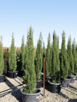 Cypress Tree: How to Grow and Maintain, Tips