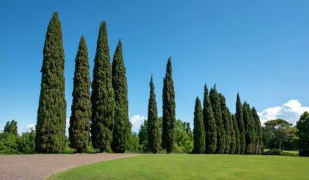 Cypress Tree: How to Grow and Maintain, Tips