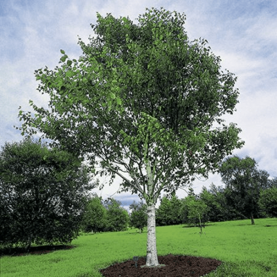 Birch Tree: Guide for Growing and Caring for Them.