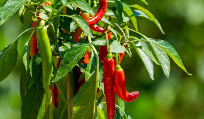 Tips to grow and care for Chilly plants indoors and outside